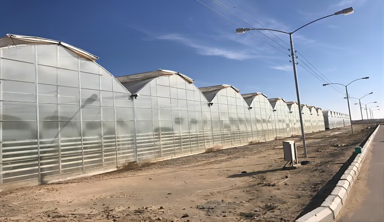 Tomato Glasshouse - Huaxing Greenhouse