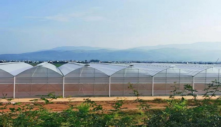 Glass Greenhouse - Huaxing Greenhouse